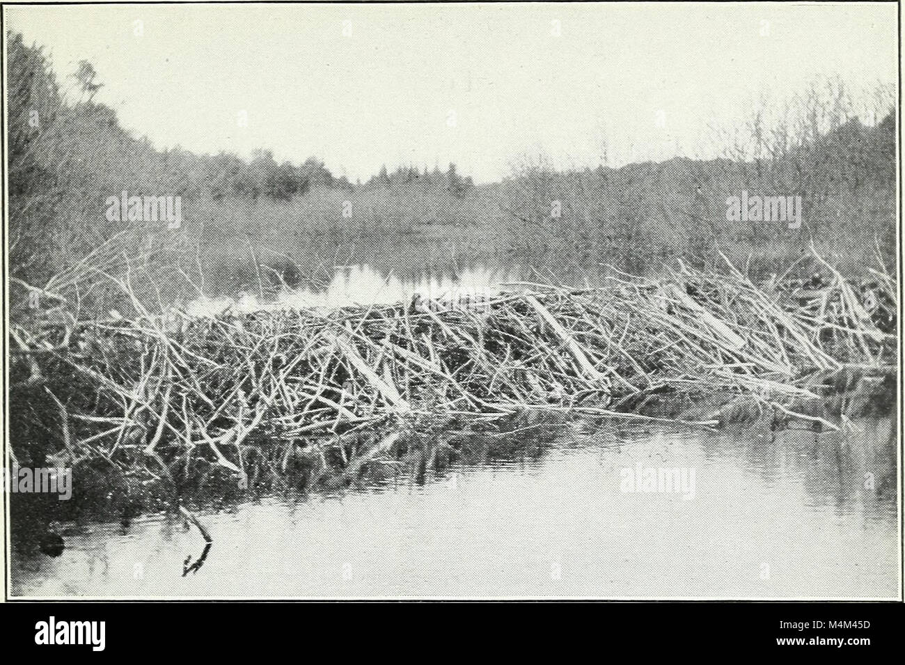 Beaver habits, beaver control, and possibilities in beaver farming ...