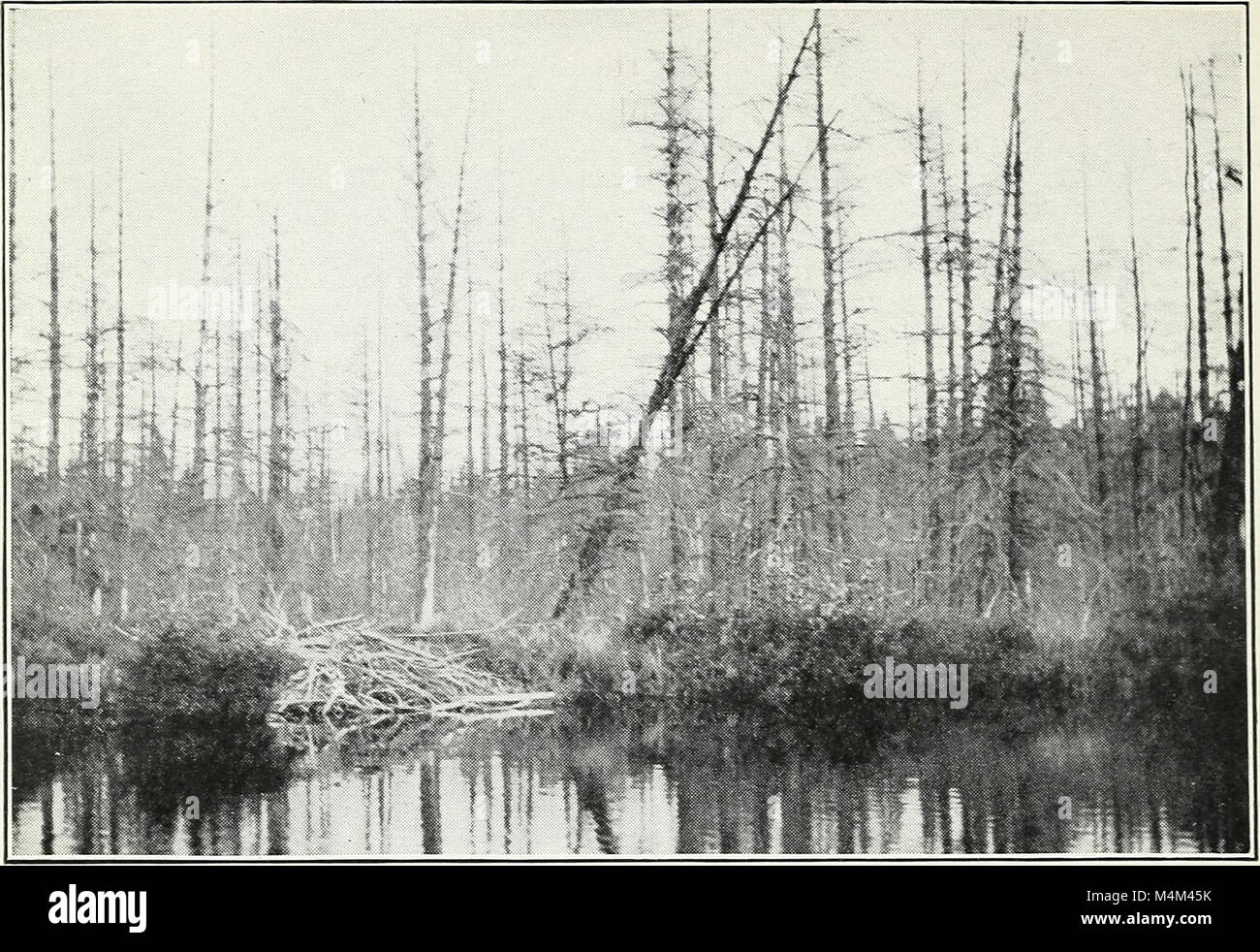 Beaver habits, beaver control, and possibilities in beaver farming ...