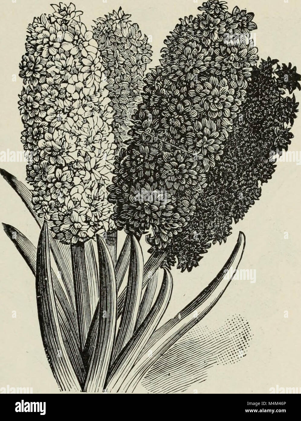 Beckert's Autumn List of Bulbs, published in 1899, offers a detailed ...