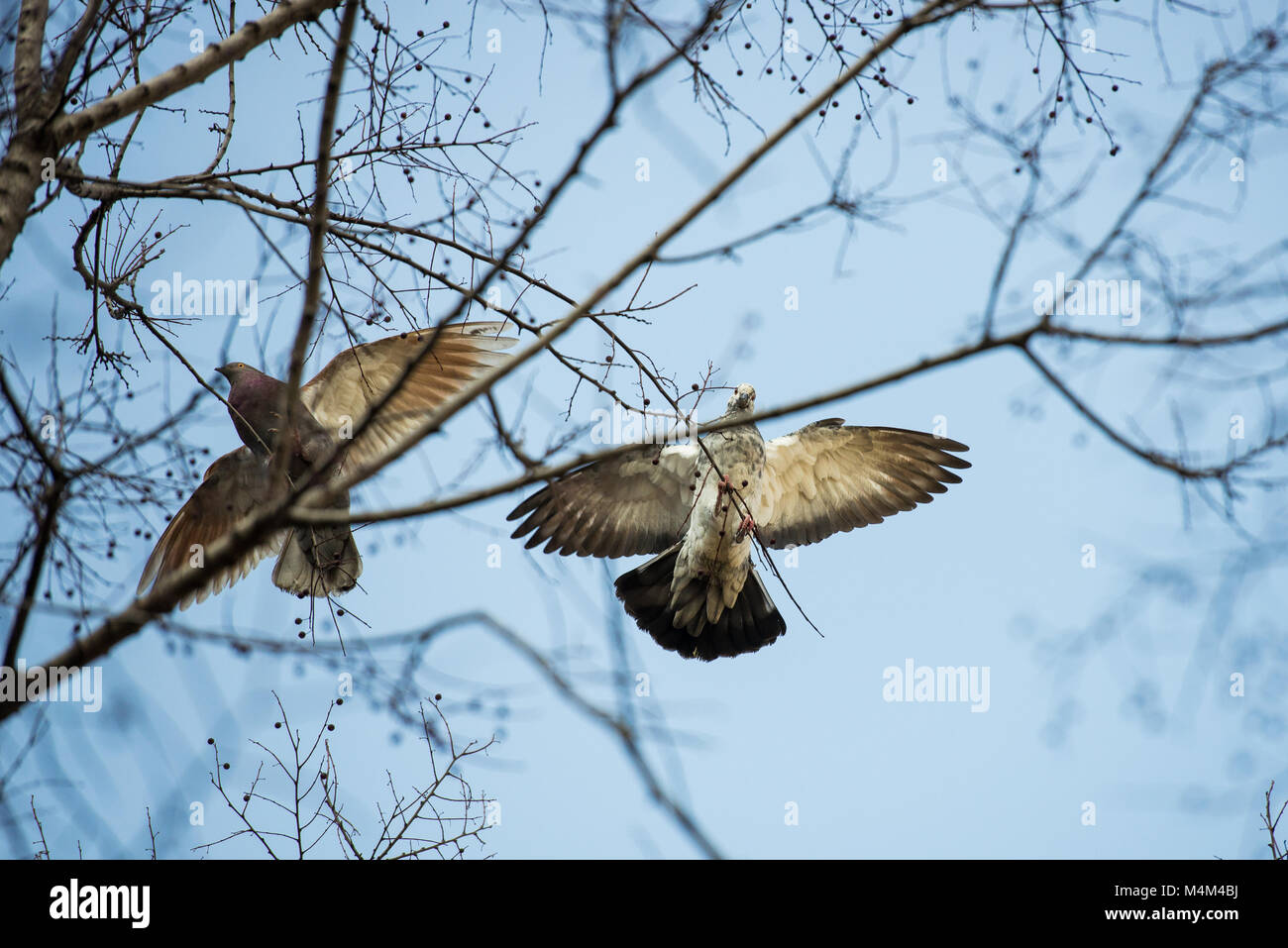 Two birds on tree branches hi-res stock photography and images - Alamy
