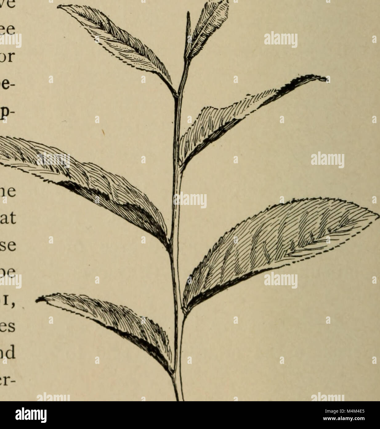A 1909 educational book introducing the fundamentals of botany. It ...