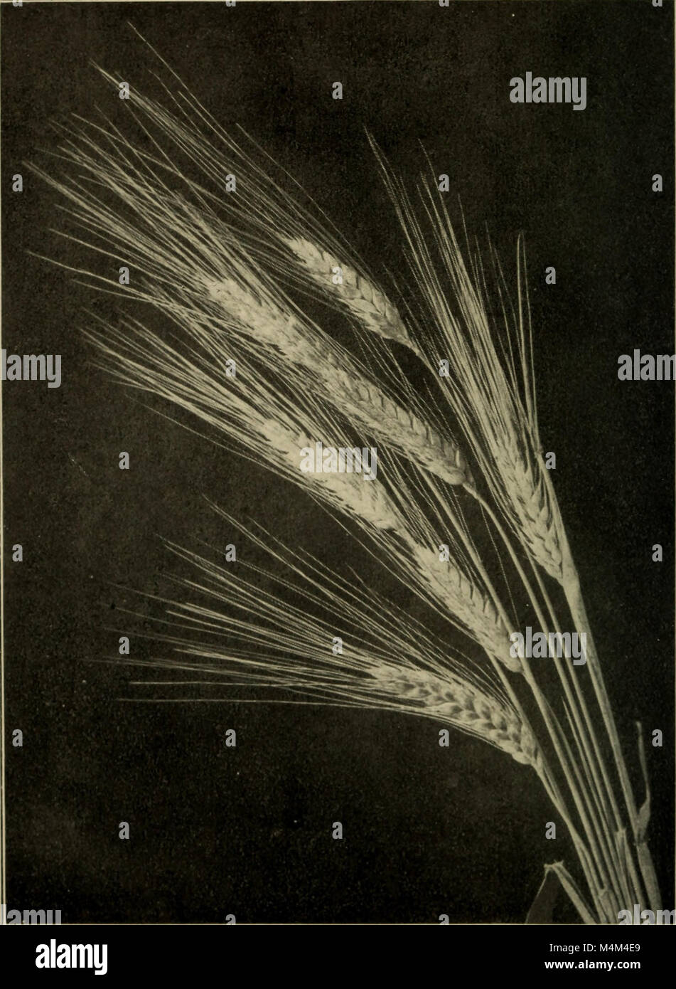 'Beginners' Botany' (1909) is a primer on plant biology designed for ...