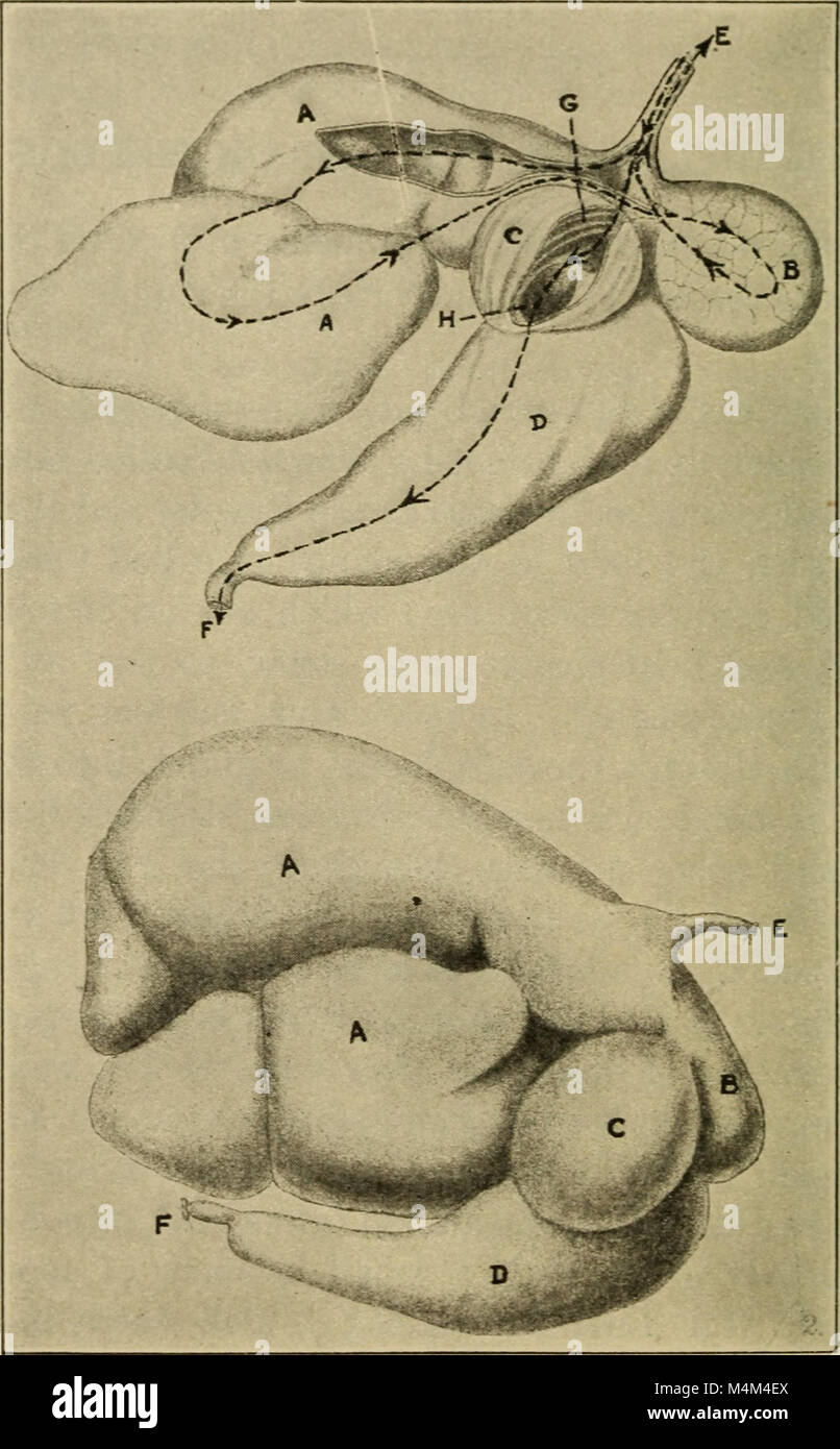 This 1912 guide provides an introduction to animal husbandry, covering ...