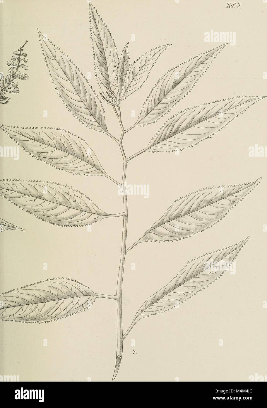 Beihefte zum Botanischen Centralblatt (1891-1904) is a scientific journal dedicated to botanical ...