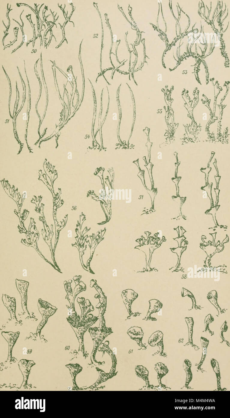 The 'Beihefte zum Botanischen Centralblatt' (1904-1933) is a series of ...