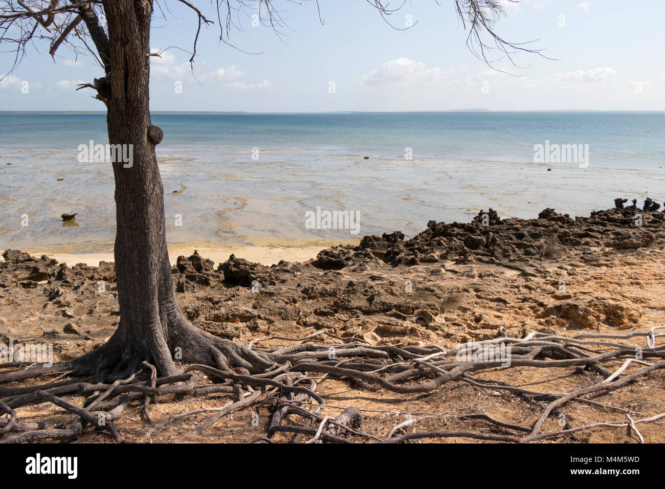 Twisting tree roots hi-res stock photography and images - Alamy