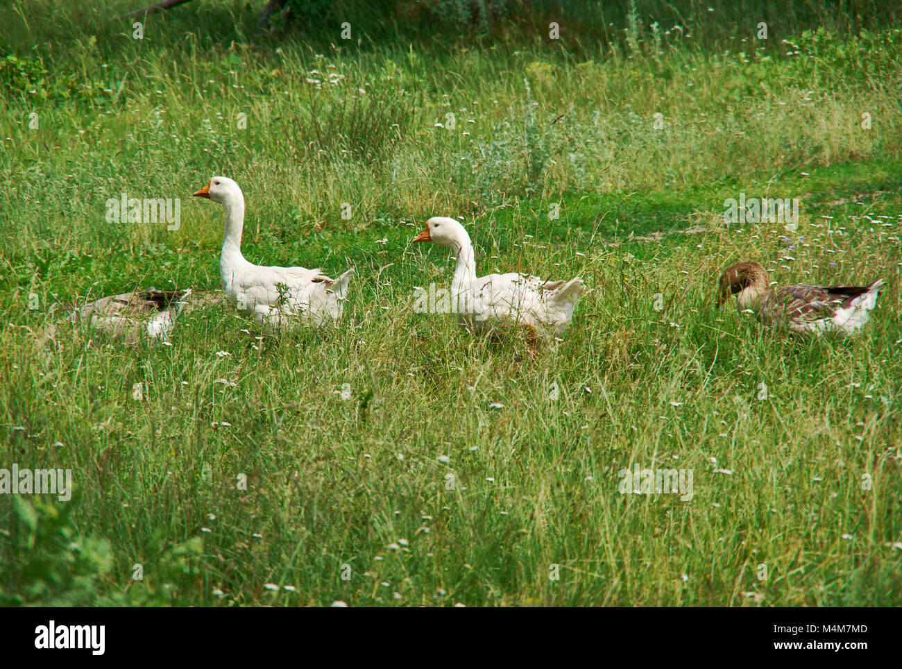 Geese in a village Stock Photo - Alamy