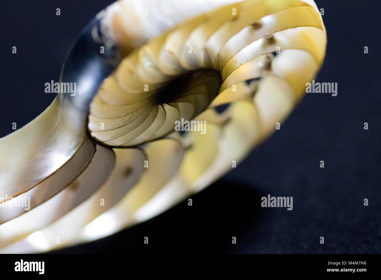 Nautilus shell cross section hi-res stock photography and images - Alamy