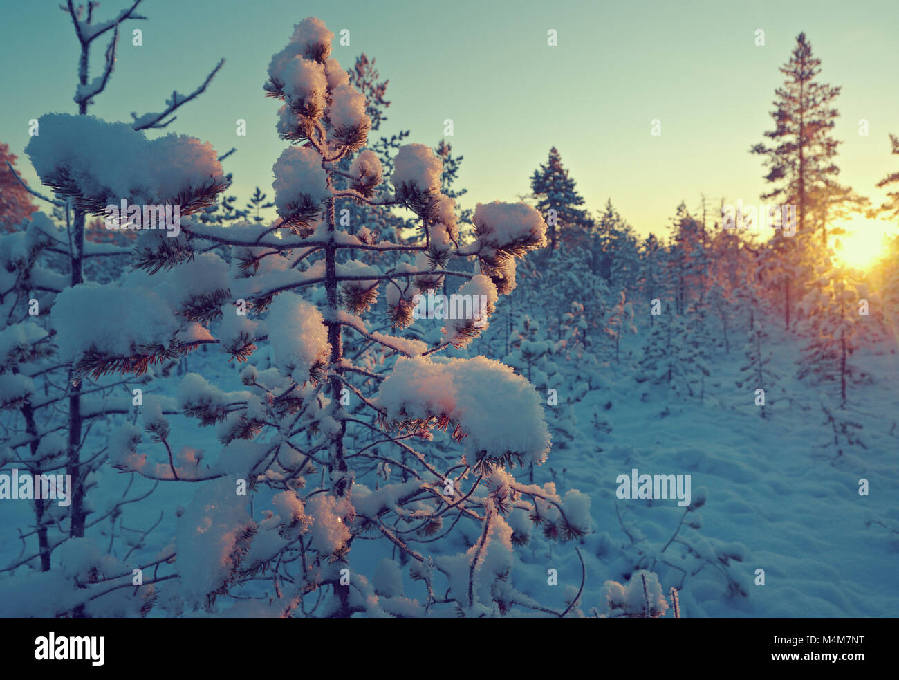 Winter snowy forest at sunset Stock Photo - Alamy