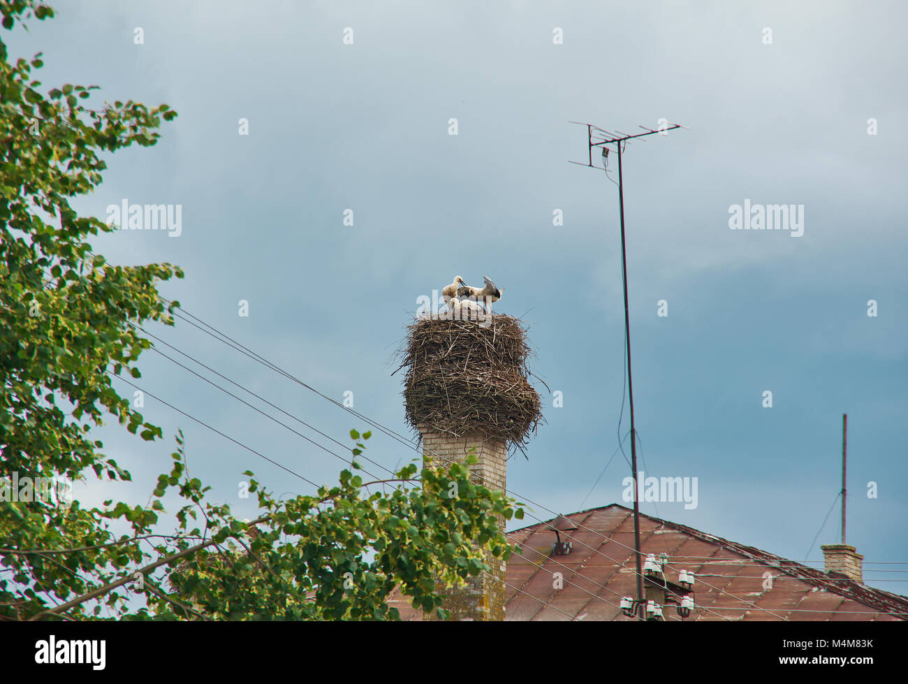 Stork with baby hi-res stock photography and images - Alamy