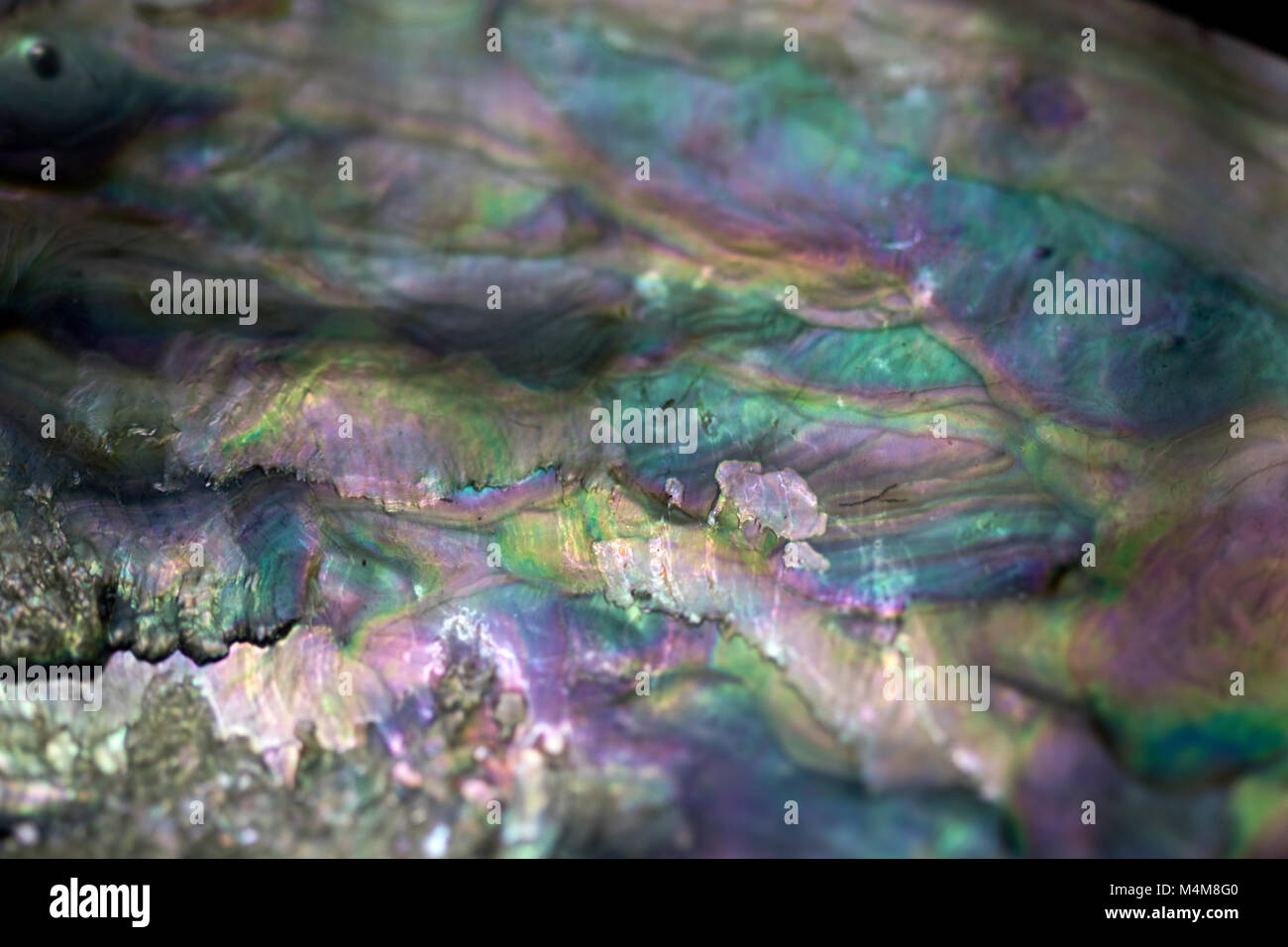 Iridescent Abalone shell texture close up for background Stock Photo ...