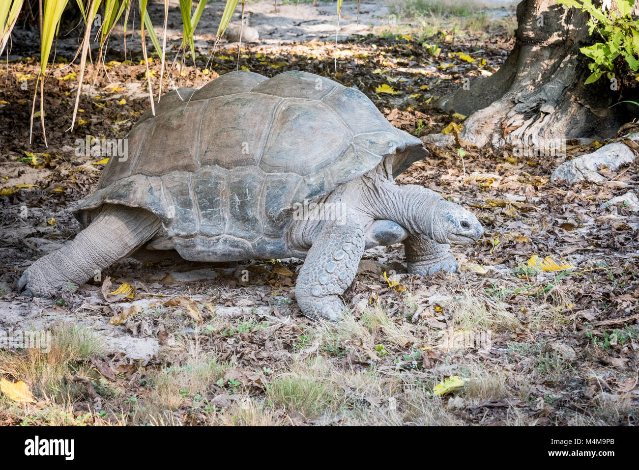 Seychelles Giant Tortoise, Bird Island, Seychelles Stock Photo - Alamy