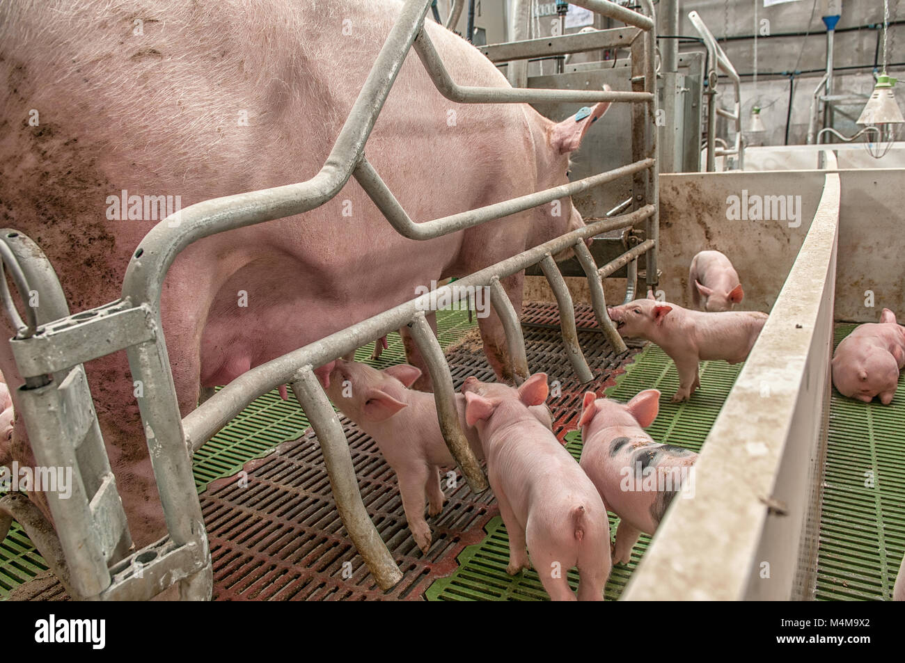 Pig in a pigsty hi-res stock photography and images - Alamy