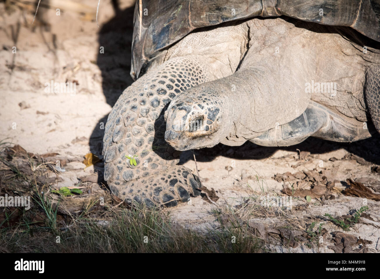 Seychelles Giant Tortoise, Bird Island, Seychelles Stock Photo - Alamy