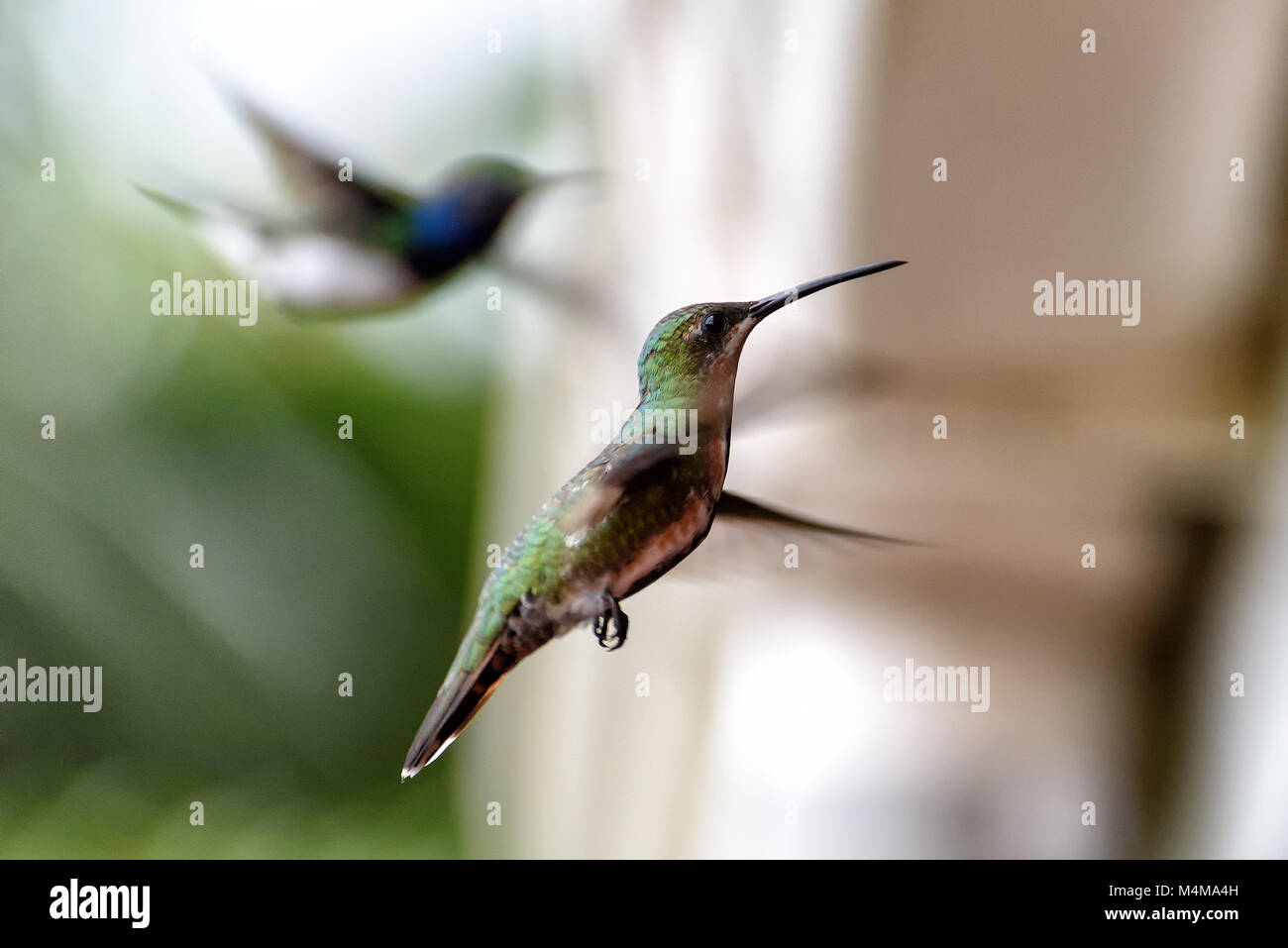 Hummingbird preserve hi-res stock photography and images - Alamy