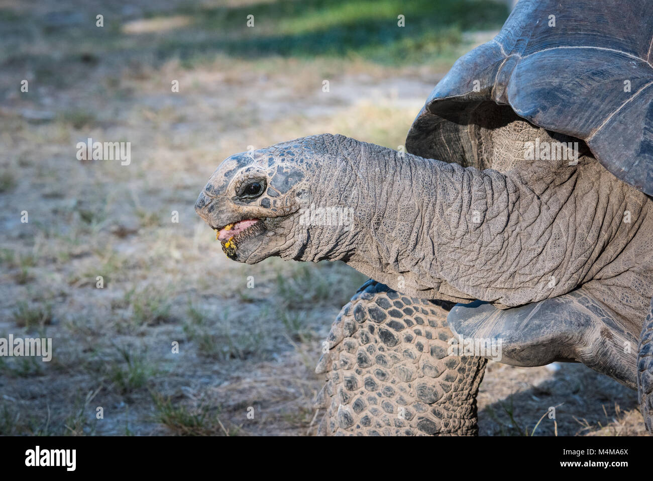 Seychelles Giant Tortoise, Bird Island, Seychelles Stock Photo - Alamy