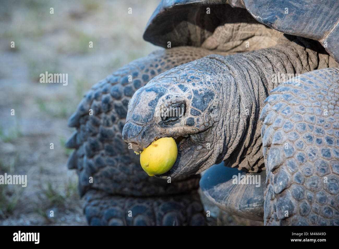 Seychelles Giant Tortoise, Bird Island, Seychelles Stock Photo - Alamy