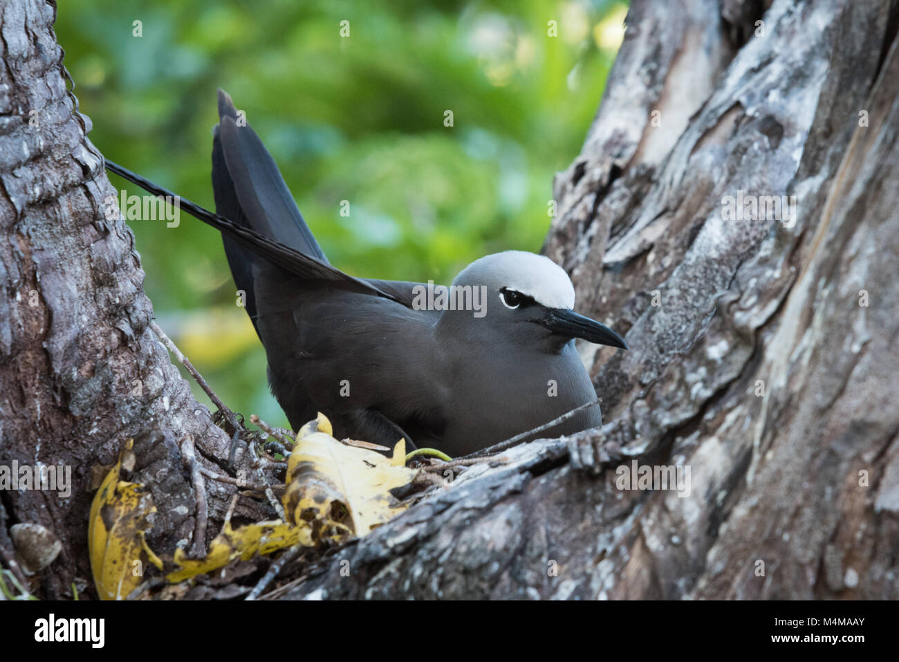 Lesser noddy (Anous tenuirostris), Bird Island, Seychelles Stock Photo ...
