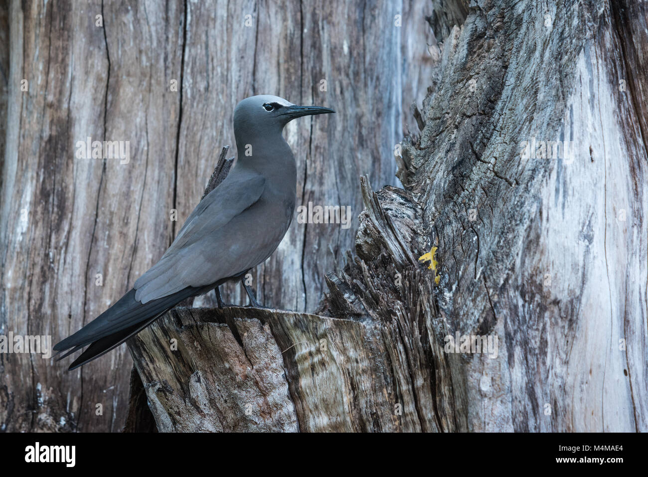 Lesser noddy (Anous tenuirostris), Bird Island, Seychelles Stock Photo ...