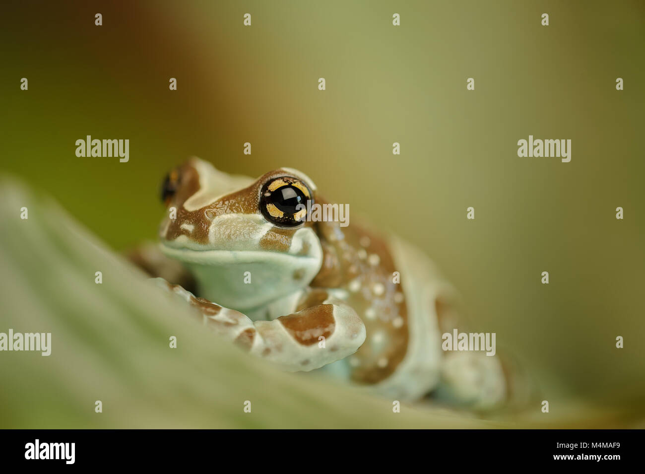Amazon rainforest frog brazil hi-res stock photography and images - Alamy