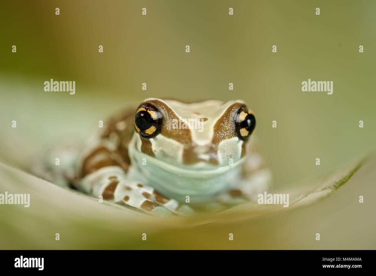 Font angle view hi-res stock photography and images - Alamy