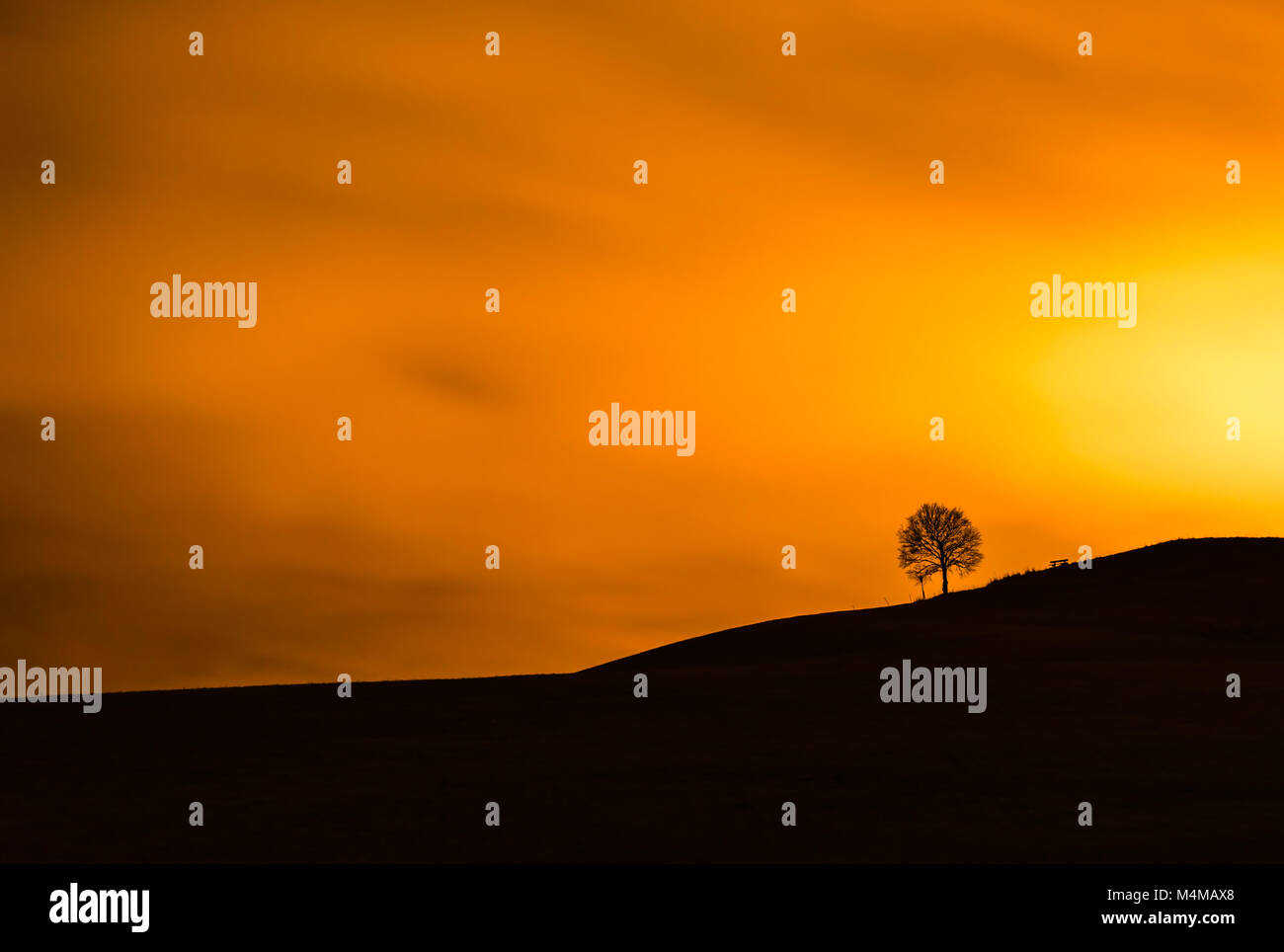 the sun burn down a tree and bench Stock Photo - Alamy