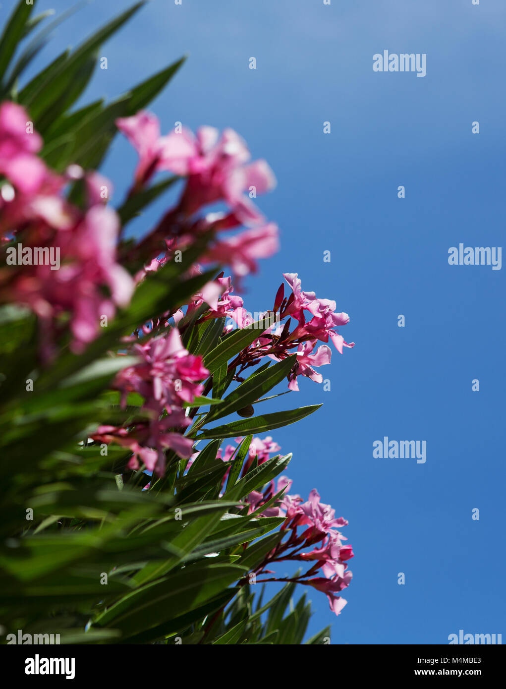 Oleander der provence hi-res stock photography and images - Alamy