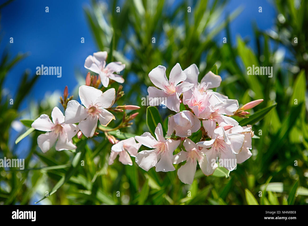 Oleander der provence hi-res stock photography and images - Alamy