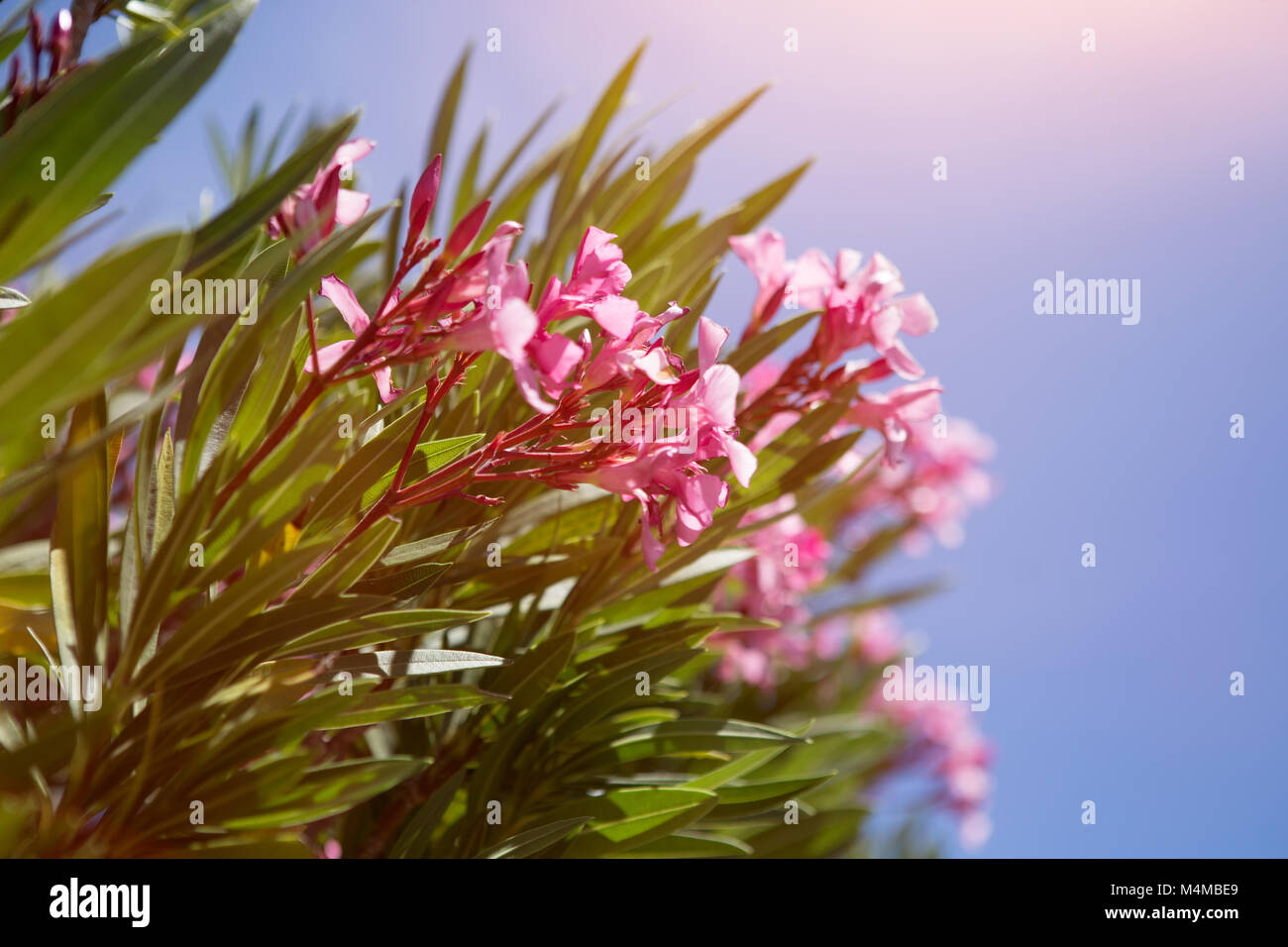 Oleander der provence hi-res stock photography and images - Alamy