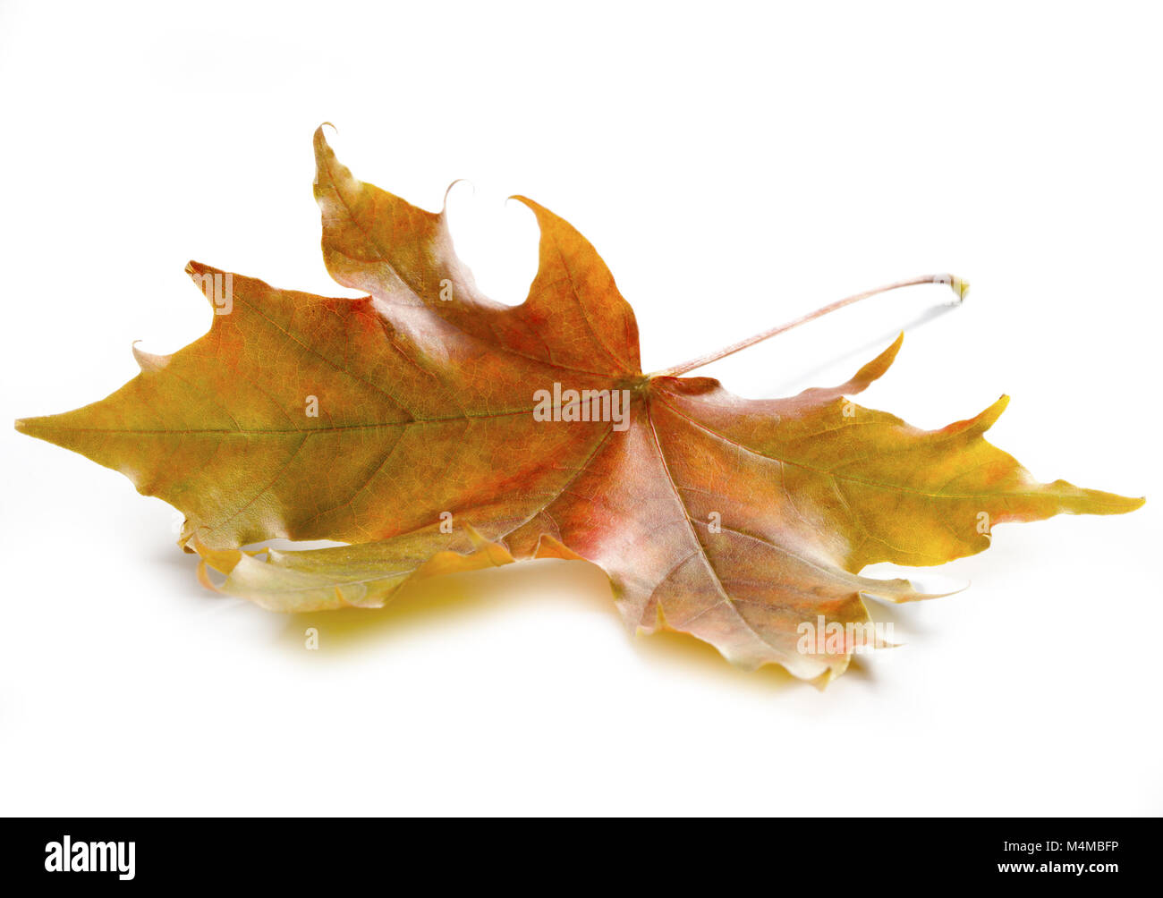 bright maple leaf Stock Photo - Alamy