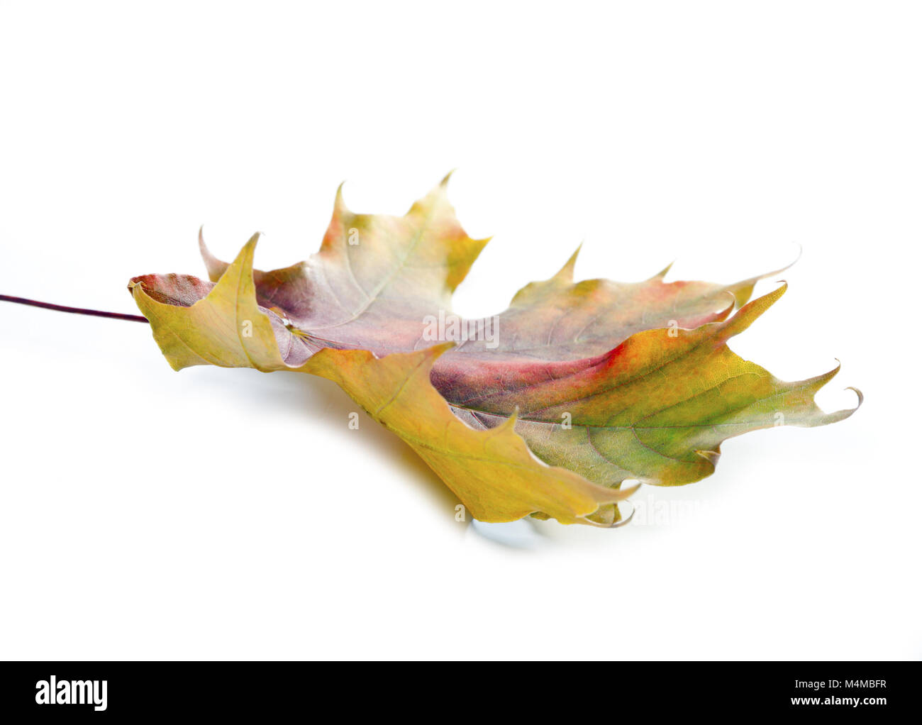 bright maple leaf Stock Photo - Alamy