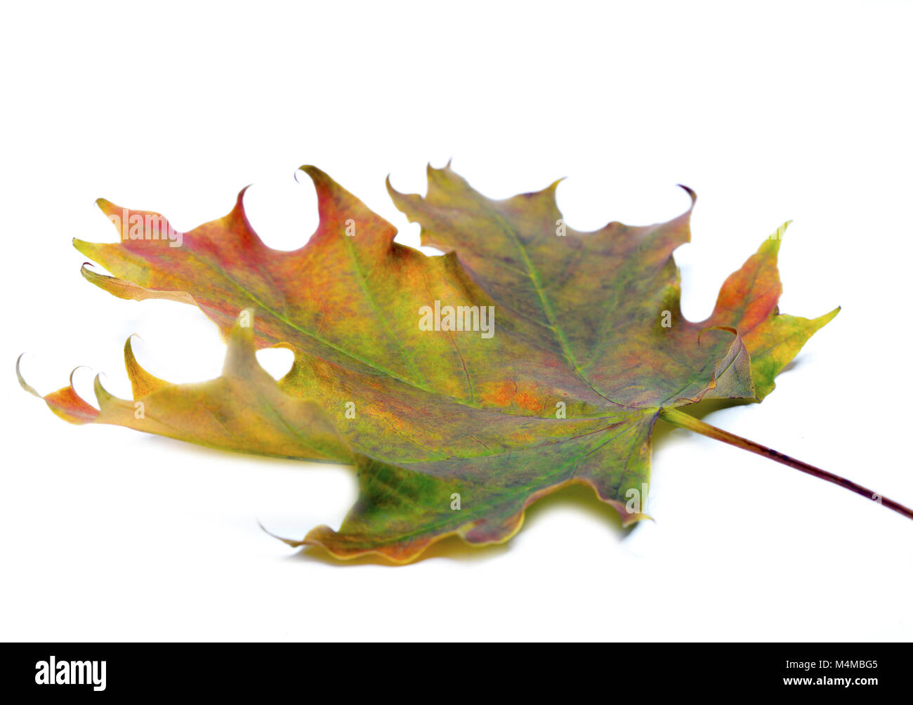 bright maple leaf Stock Photo - Alamy