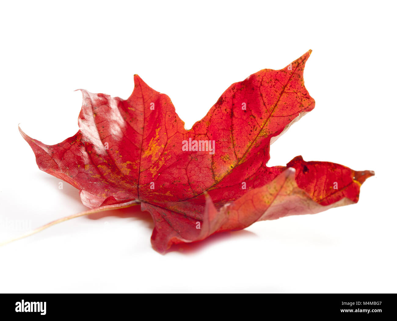 bright maple leaf Stock Photo - Alamy