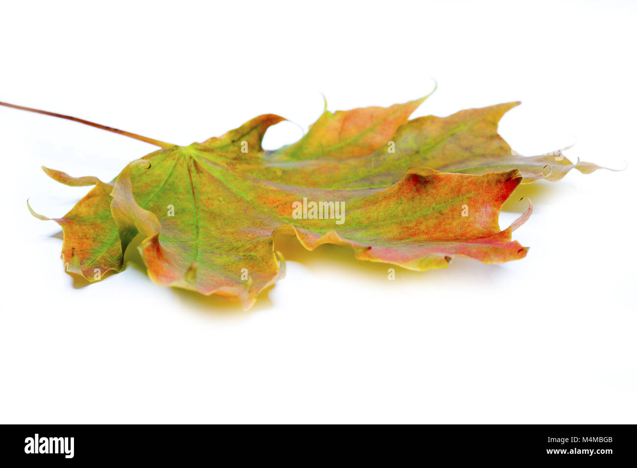 bright maple leaf Stock Photo - Alamy