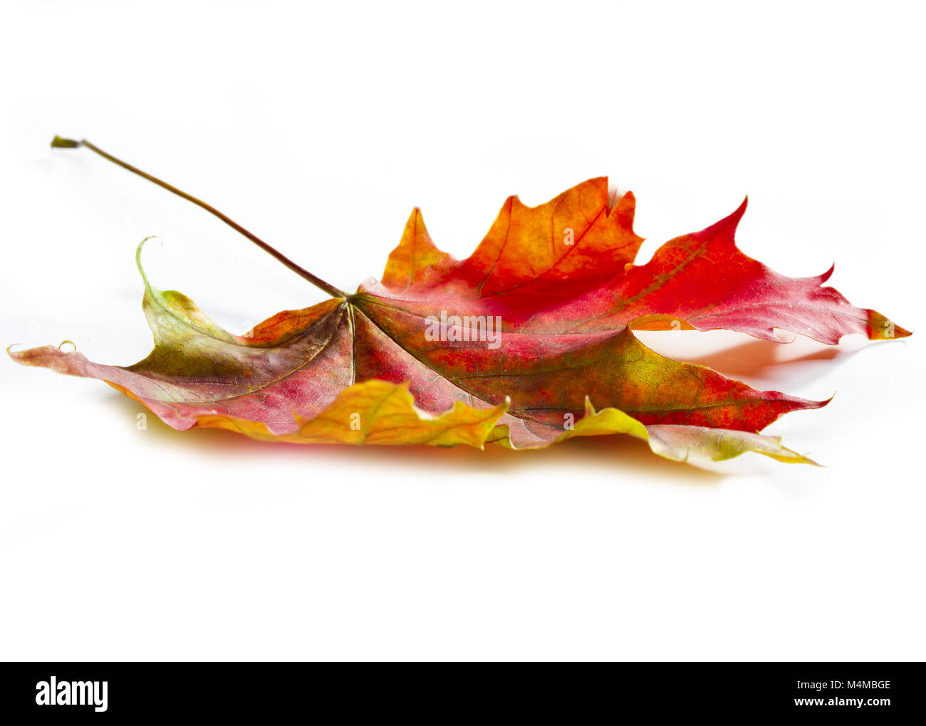 bright maple leaf Stock Photo - Alamy