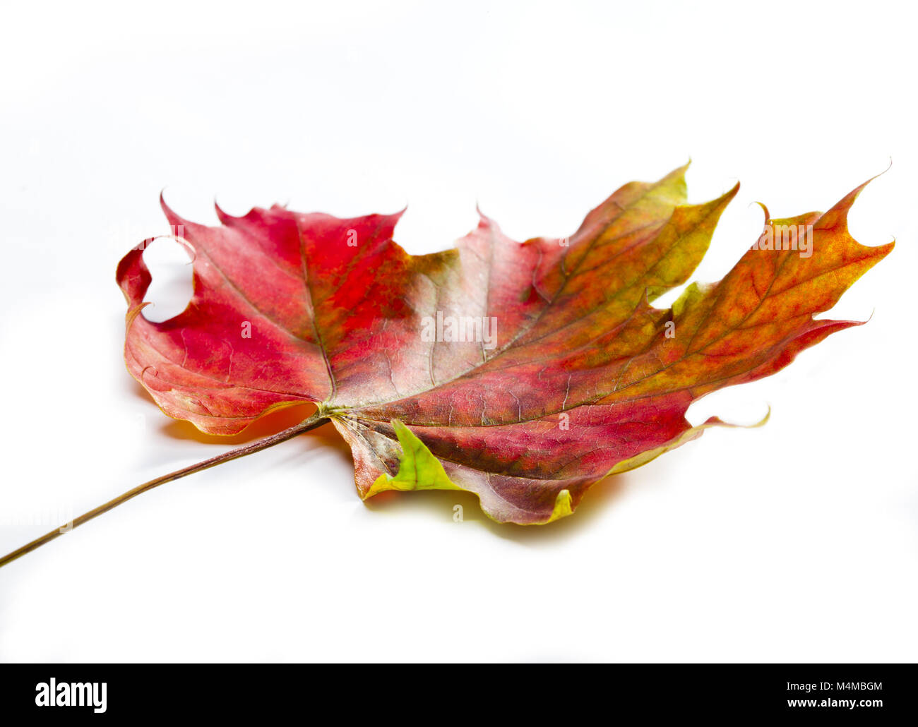 bright maple leaf Stock Photo - Alamy