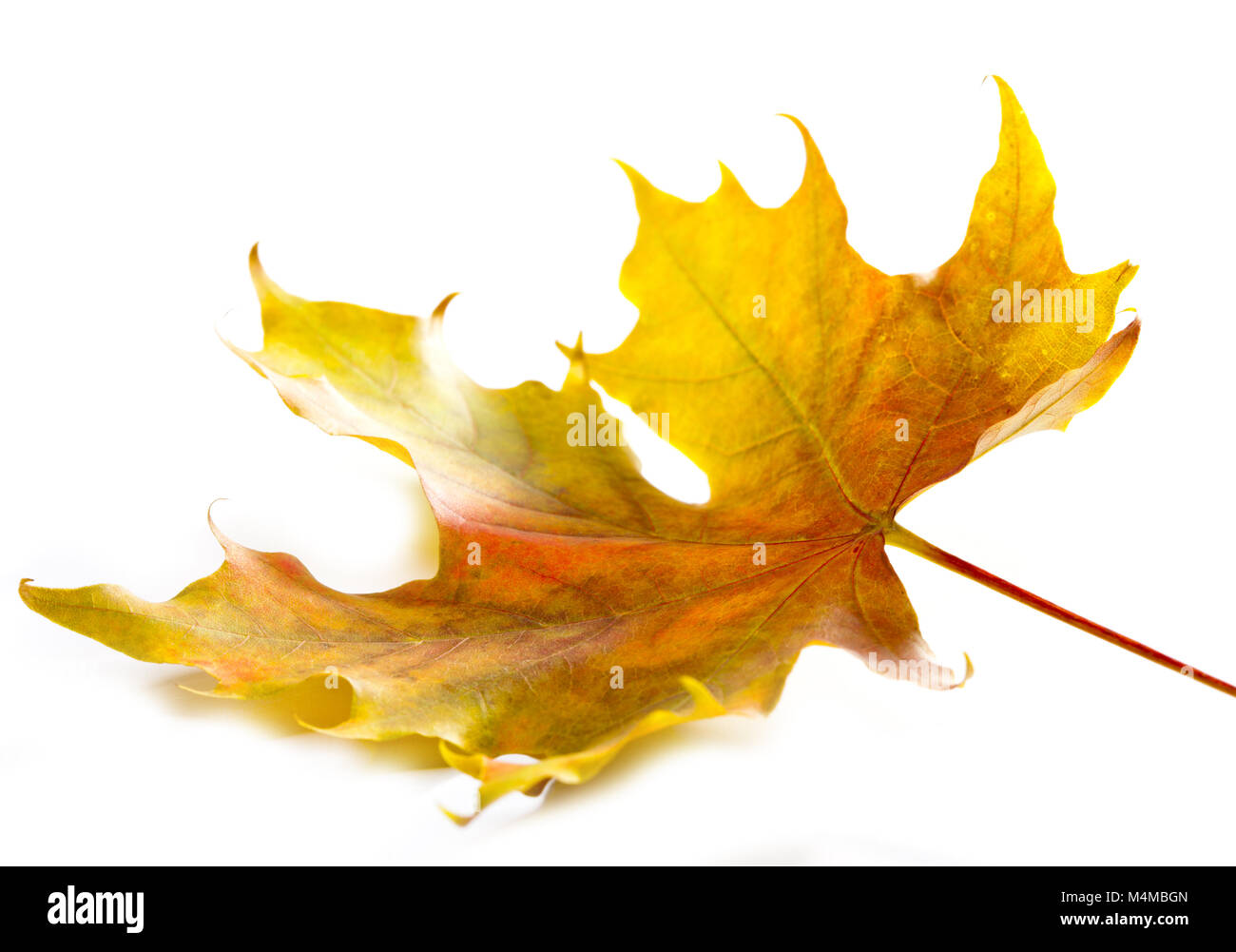 bright maple leaf Stock Photo - Alamy
