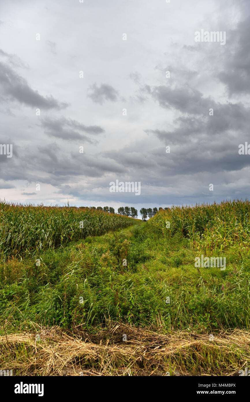 At the edge of cornfields Stock Photo - Alamy