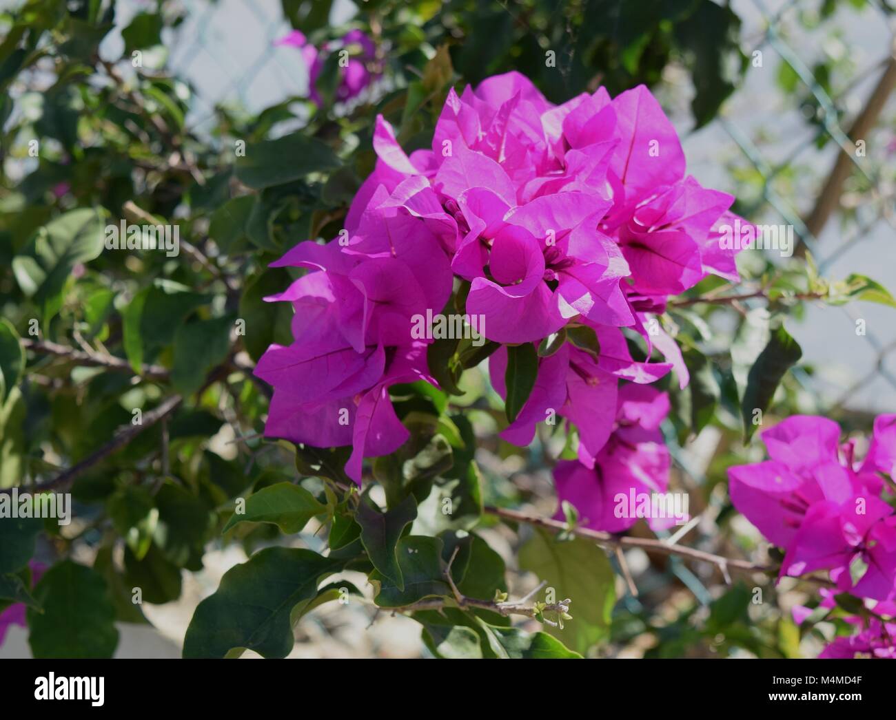 Bright Mexican flower magenta colour Stock Photo - Alamy