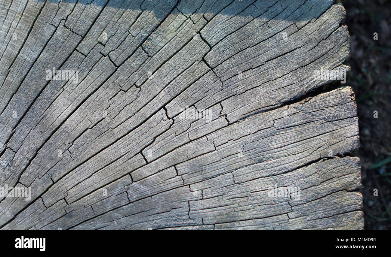Cut tree stump surface as a background texture Stock Photo - Alamy