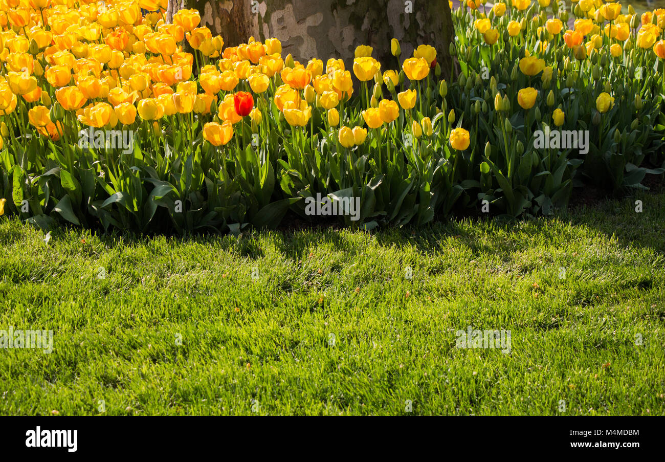 Yellow color Tulips Bloom in Spring in garden Stock Photo - Alamy