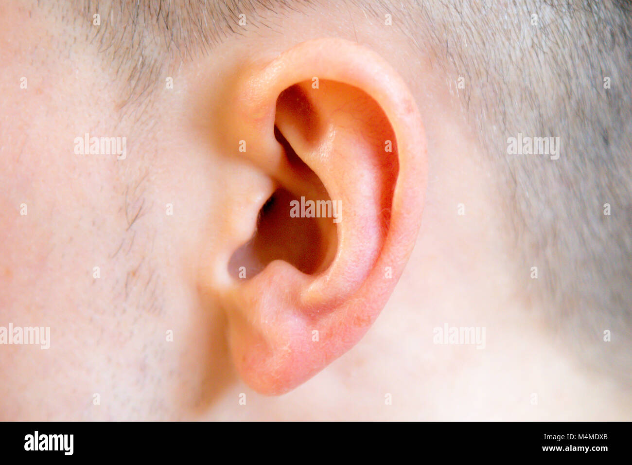Human Ear Stock Photos & Human Ear Stock Images - Alamy