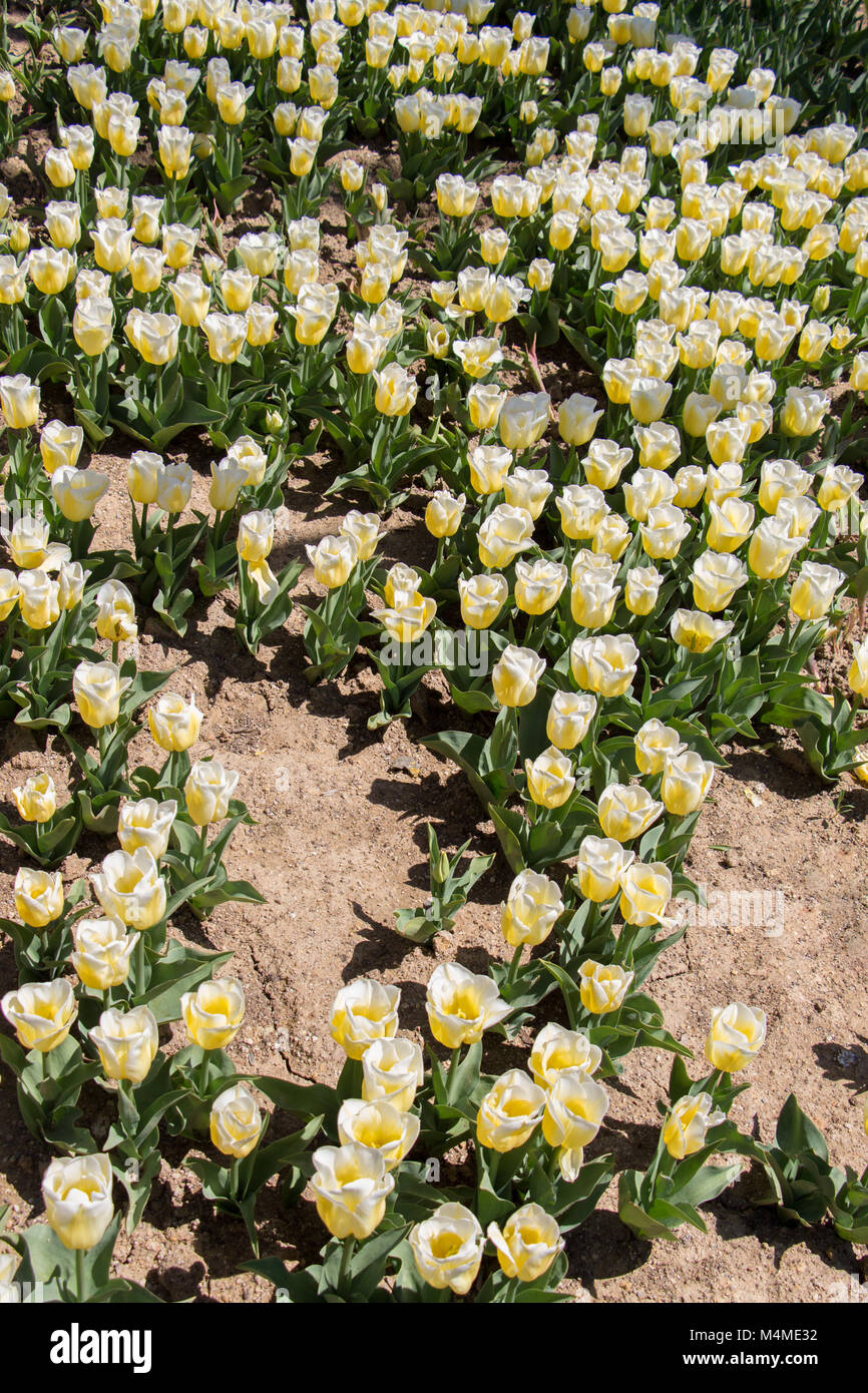 White color Tulips Bloom in Spring in garden Stock Photo - Alamy