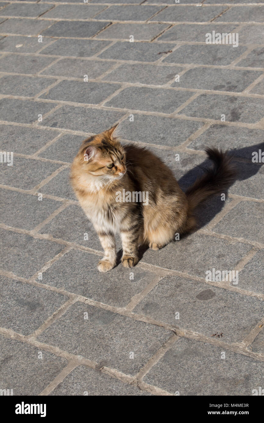 Stray cat seen in the street of the city Stock Photo - Alamy