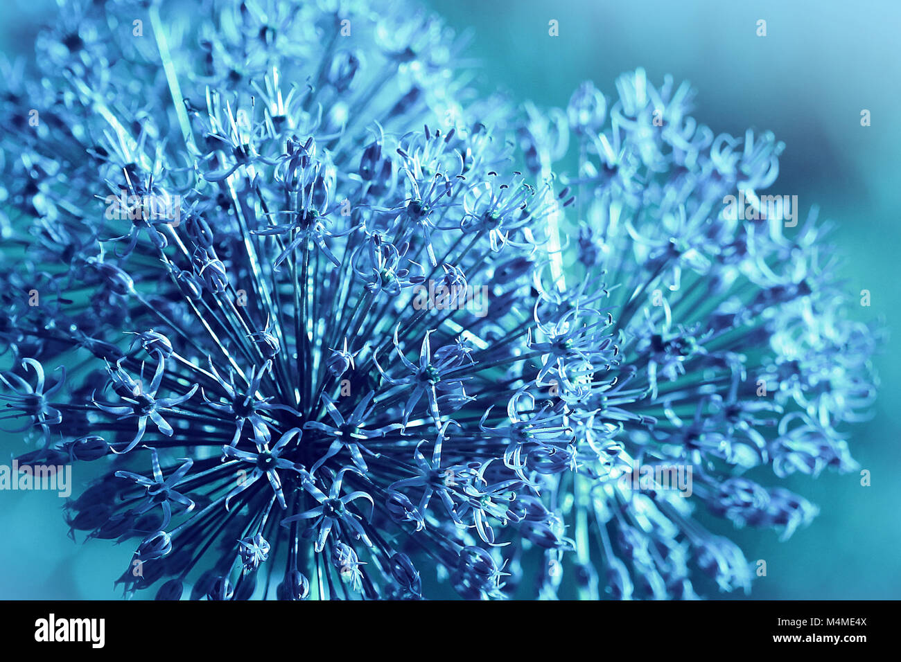 Beautiful spring pattern background with blue flower . Close up of ...