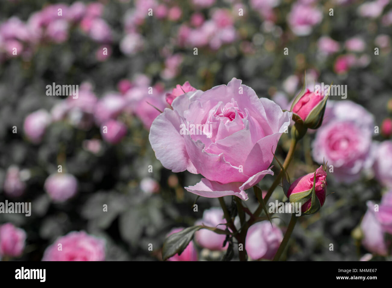 Beautiful colorful Rose Flower on garden background Stock Photo - Alamy