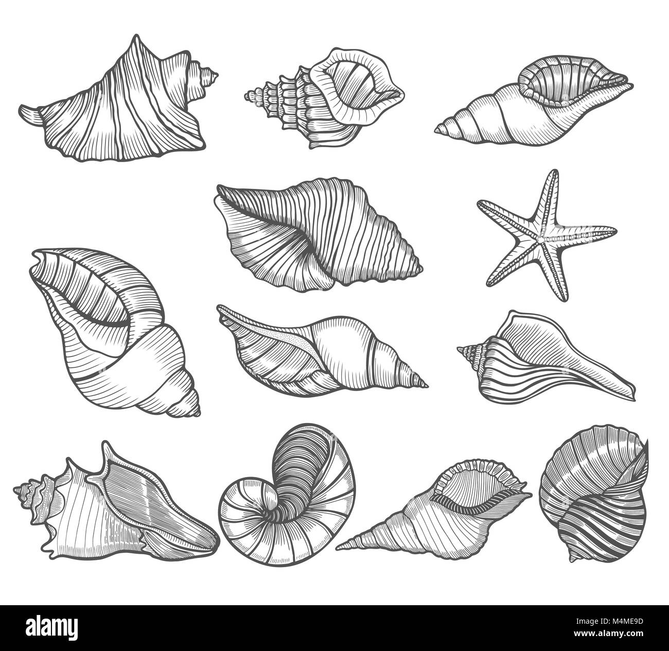 Marine set. Hand drawn vector illustrations - collection of seashells ...