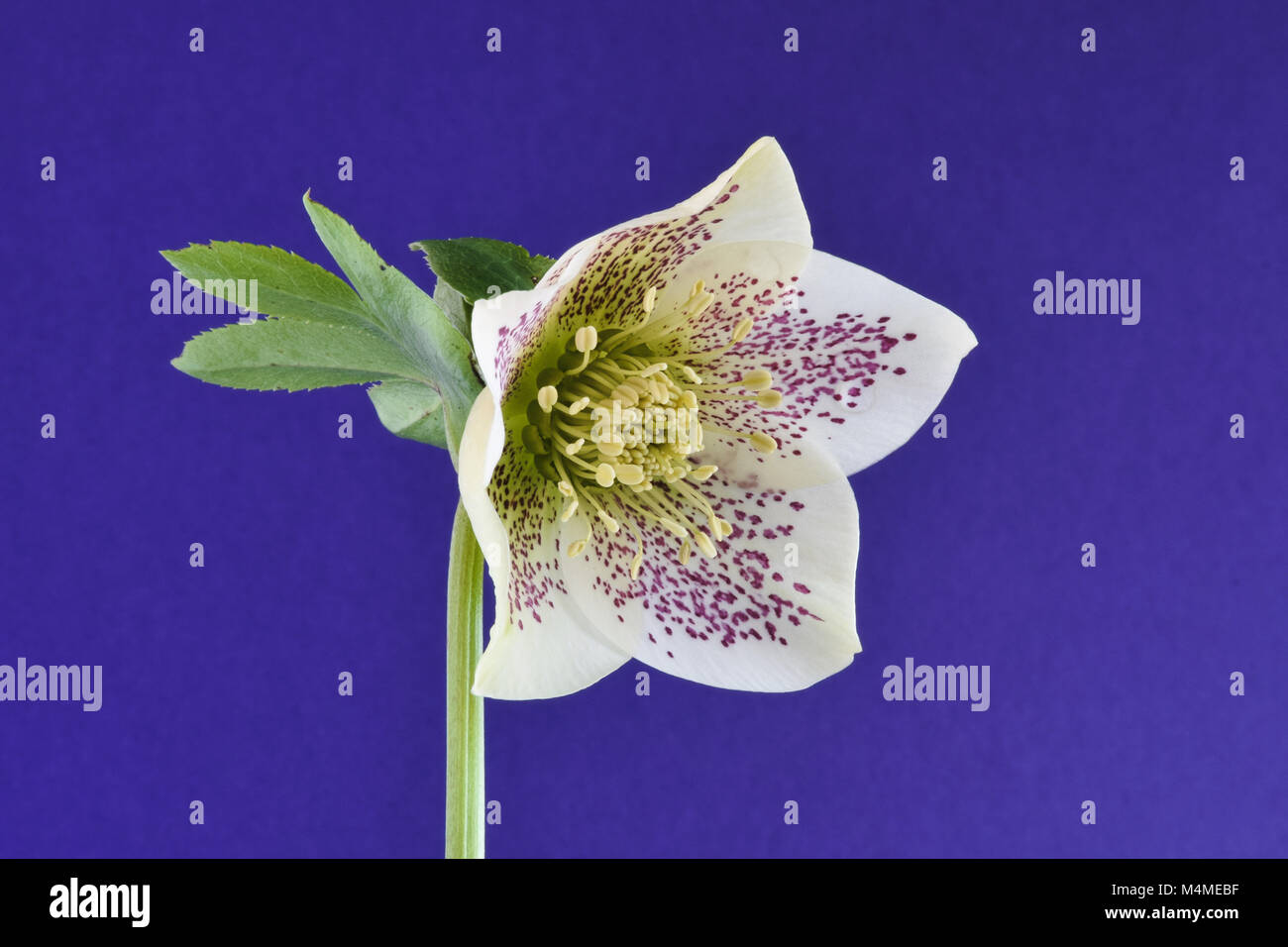 Single Hellebore flower white with burgundy spots, set against dark ...