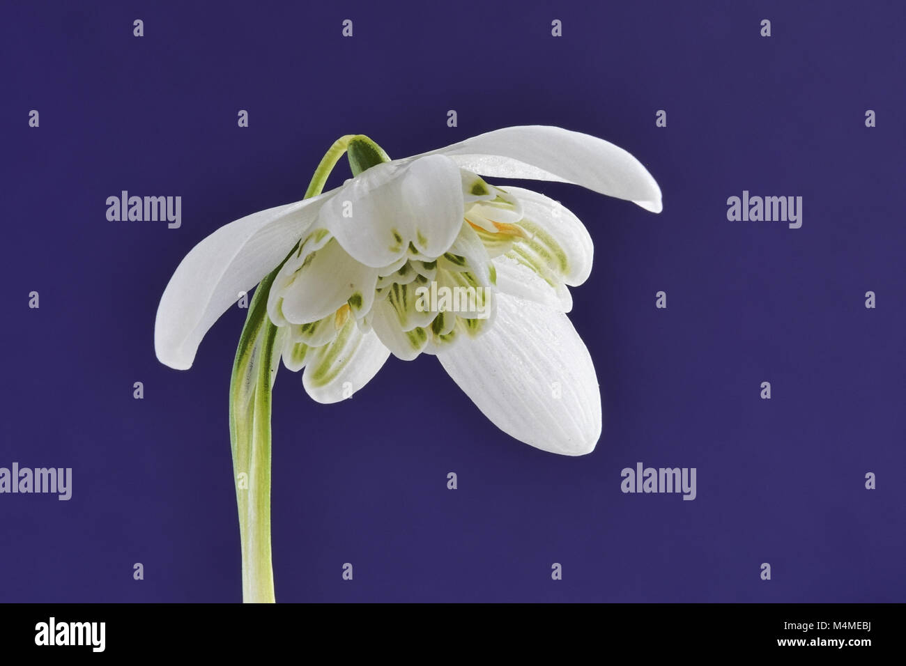 Close-up of a single multi-petal snowdrop against a dark blue ...