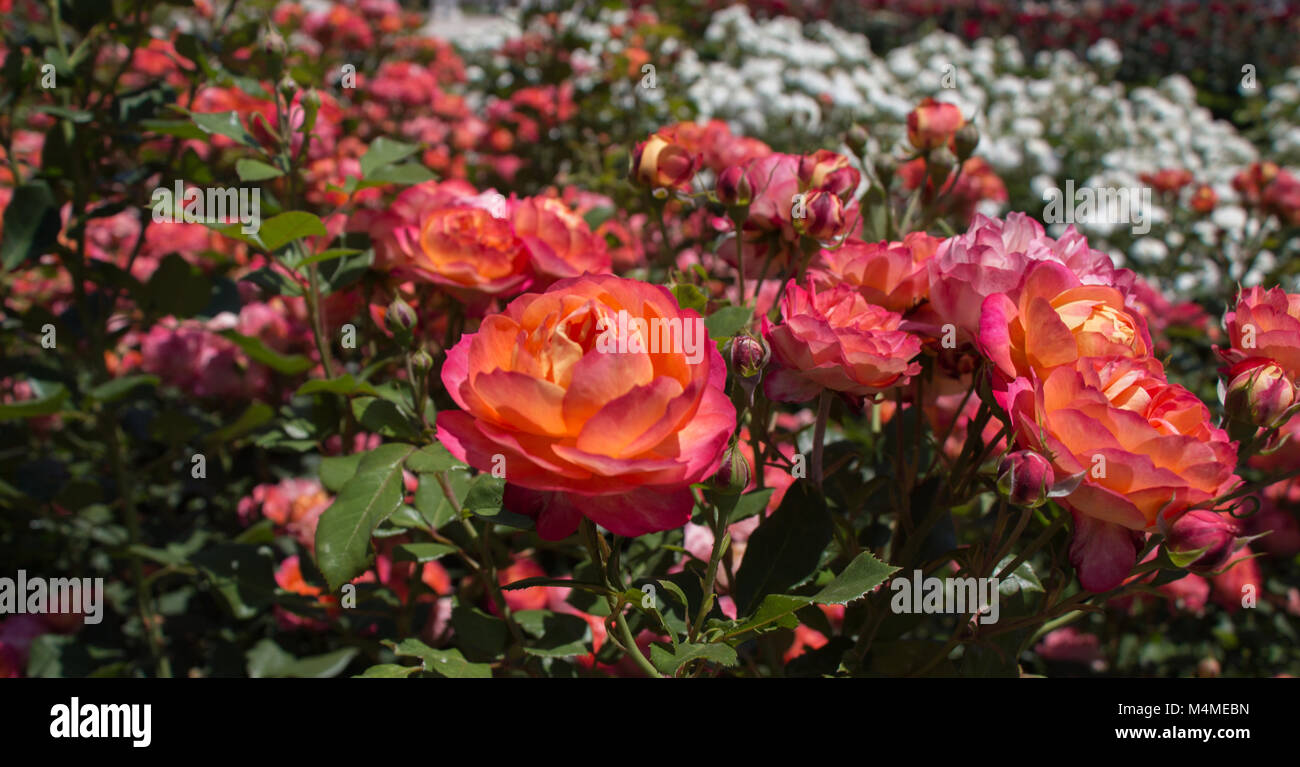 Blooming beautiful colorful roses in the garden background Stock Photo ...